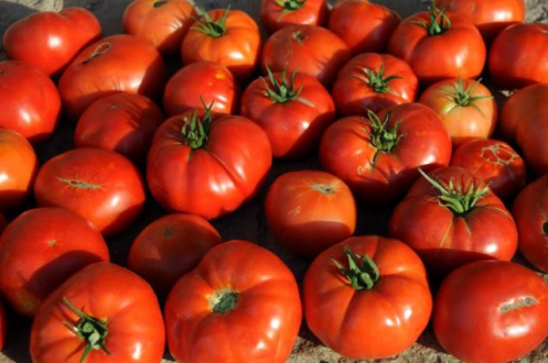Maniye Tomato - Visit Karabuk - Tourism Portal